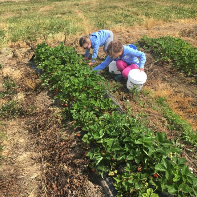 5 Tips for Berry picking with Kids – Zest Nutrition
