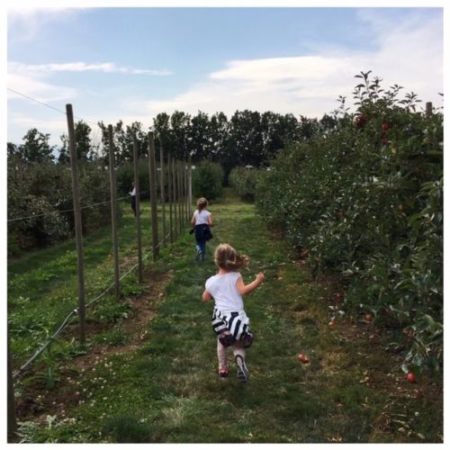 Apple Crisp – Zest Nutrition